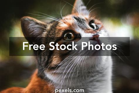 سکسگیایرانیفارسی Photos Download The Best Free سکسگیایرانیفارسی