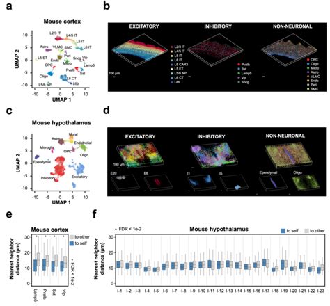 Spatial Organization Of Cell Types In The Mouse Cortex And Hypothalamus