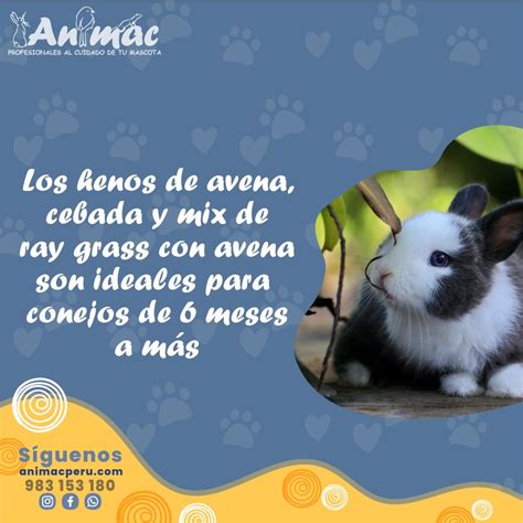 Animac Perú Los Diferentes Tipos De Henos Que Podemos