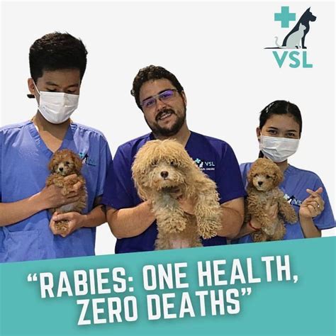 Treating Chilly The Cat For Cellulitis Vsl Veterinary Clinic