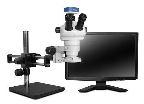 Equisetum Microscope