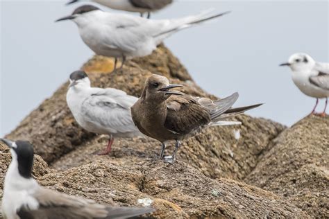 As The Crow Flies A Hong Kong Birding Blog Terns Terns Terns Sooty Tern