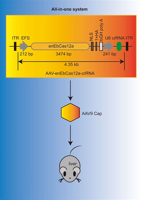 New Modified Crispr Protein Can Fit Inside Virus Used For Gene Therapy