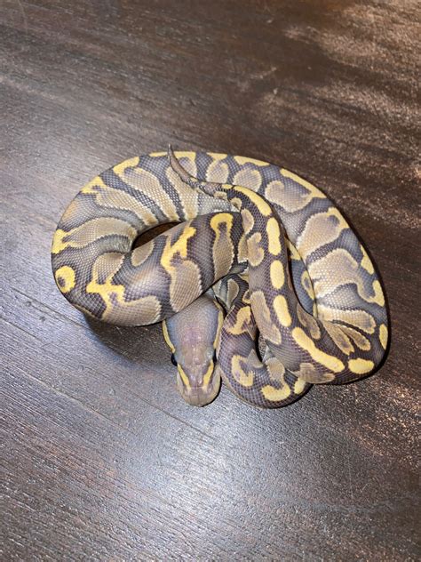 Ghi Hypo Ball Python By The Texas Python Project Morphmarket
