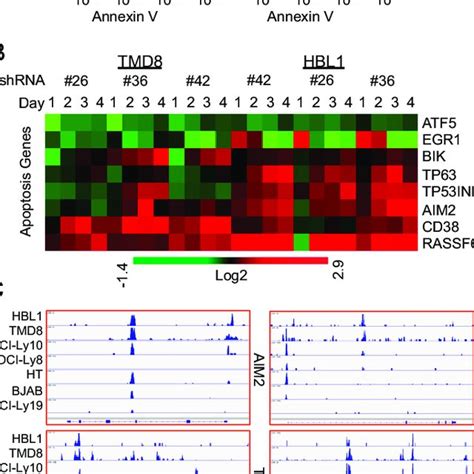 Foxp1 Is Highly Expressed In Abc Dlbcl Cell Lines And Its Loss Results