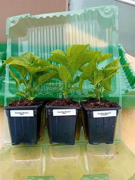 Răsaduri Ardei Iuţi Piata De Ardei Iuti