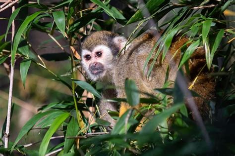Mono Ardilla Común Saimiri Sciureus En El árbol En La Naturaleza Foto Premium