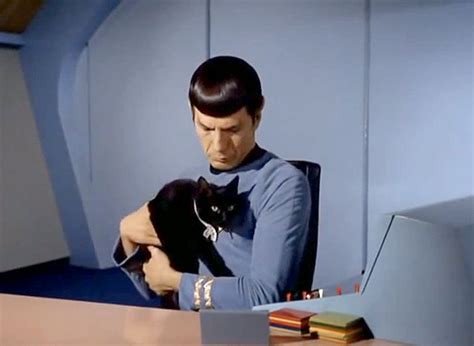 Spock Cat Memes