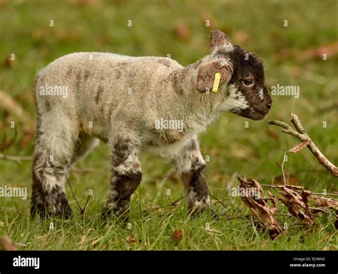 Swinging Newborn Lamb At Kenneth Locke Blog