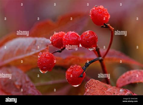 Highbush Cranberry Viburnum Opulus Subsp Trilobum Berries With