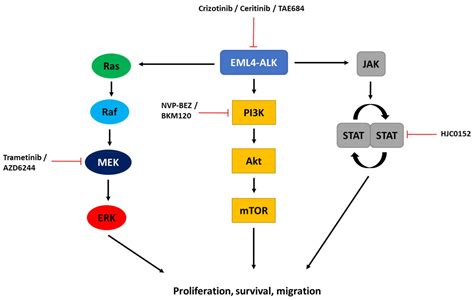 Alternative Treatment Options To Alk Inhibitor Monotherapy For Eml4 Alk