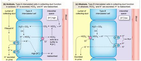 Diagram Of Unit 4d Intercalated Cells Function In Acid Base