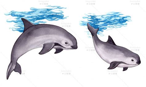 Vaquita By Shadeofshinon On Deviantart