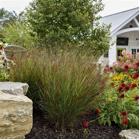 Prairie Winds Cheyenne Sky Red Switch Grass White Oak Gardens Cincinnati Oh