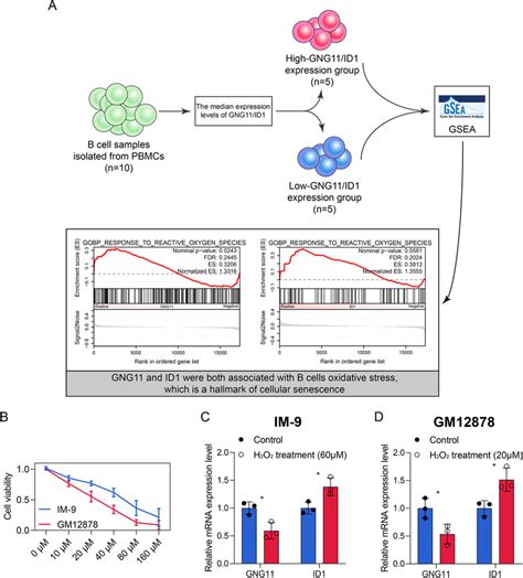 Gng11 And Id1 Were Involved In B Cell Senescence Process A Gene Set Download Scientific