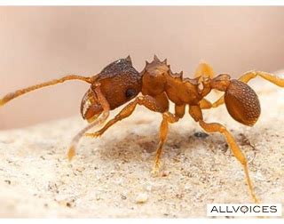 FEMALE UNDERGRADUATE DISCOVERS ANTS IN HER PRIVATE PART AFTER SEX WITH