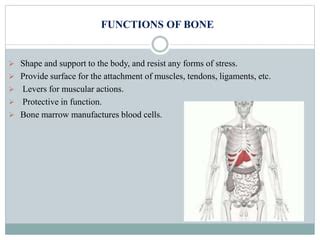 The Musculoskeletal System Anatomy And Physiology Pptx