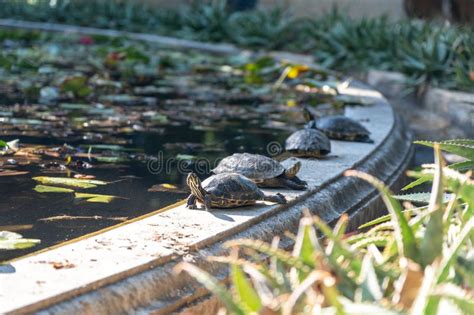 Group Of Red Eared Slider Turtles Trachemys Scripta Elegans Basking On