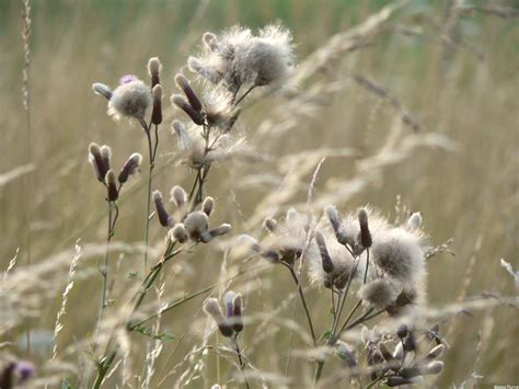 Grasses Wallpaper Nature And Landscape Wallpaper Better