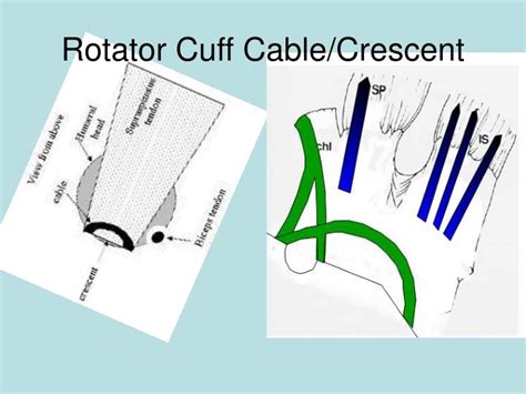 Ppt Rotator Cuff Anatomy Dr Xxxxx Hospital Xxxxx Date Xxxxx Powerpoint Presentation Id 5414624
