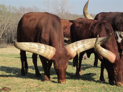 Watusi Cattle With Impressive Horns Missouri Tiere Geweihe