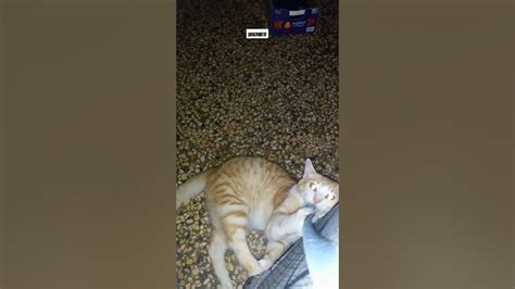 Catito Youtube