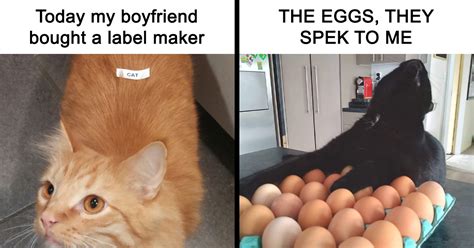 50 Quirky And Hilarious Cat Memes That Prove Theyre Delightfully Odd