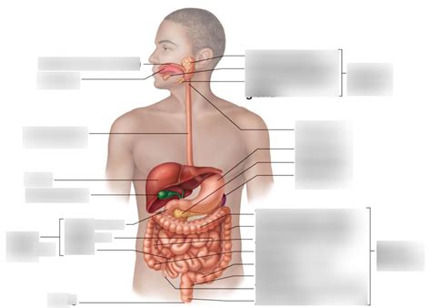 Lab 16 Bio 269 Digestive System Diagram Quizlet