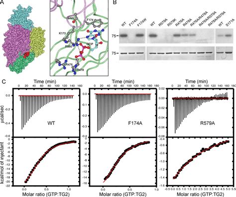 mutation of proposed gtp binding site residues affects gtp binding a