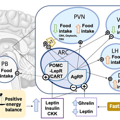 Hypothalamic Regulation Of Food Intake When The Energy Balance Of The Download Scientific