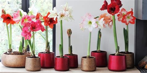 19 Comment Faire Refleurir Un Amaryllis