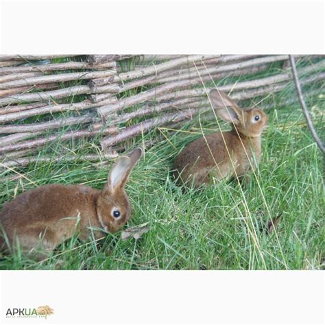 Фото к объявлению кролики разных пород племенные — Apkua
