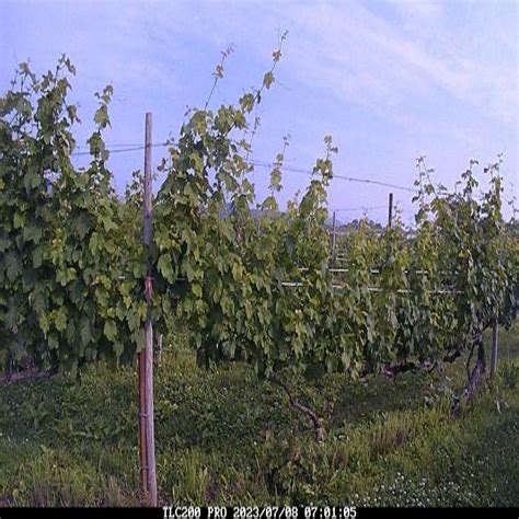 Crop Segmentation Instance Segmentation Model By Giovi