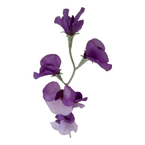 63cm Sweet Pea Stem Purple
