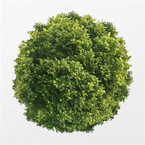 Tree Png Top View Spring Premium Png Rawpixel Trees Top View
