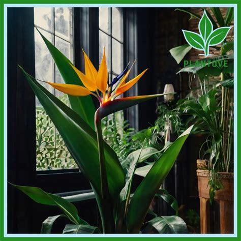 Bird Of Paradise Plant Complete Care Guide