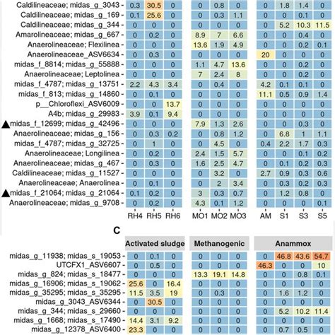 Heatmaps Showing The Relative Abundance Within The Phylum Chloroflexi