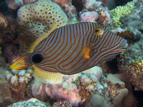 Orange Lined Triggerfish Balistapus Undulatus Moorea French