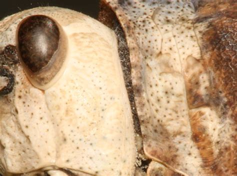 Mummified Grasshopper With Summit Disease” The Backyard Arthropod