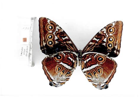 Morpho C Cisseis Type Specimens