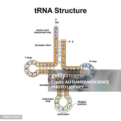 Transfer Rna Illustration High Res Vector Graphic Getty Images