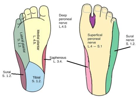 Lower Extremity Sensory Dermatomes Wikism Sports Medicine Wiki