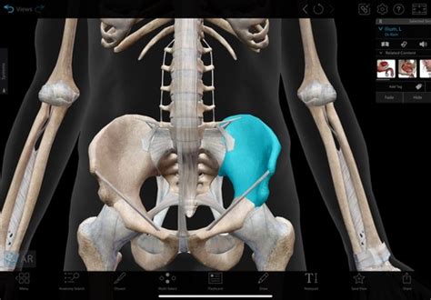 Bony Landmarks Of Hip Flashcards Quizlet