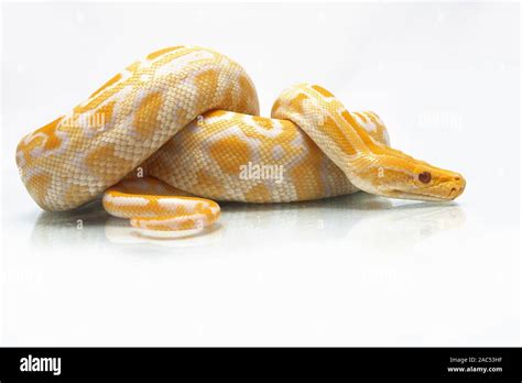 Albino Burmese Python Python Molurus Bivittatus Isolated On White