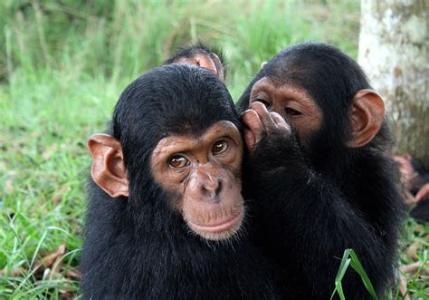 Do Chimpanzees Have Culture Jane Goodall Jane Goodall