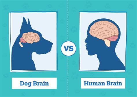 Dog Brain Size How Dogs Read Our Moods Emotion Detector Found In