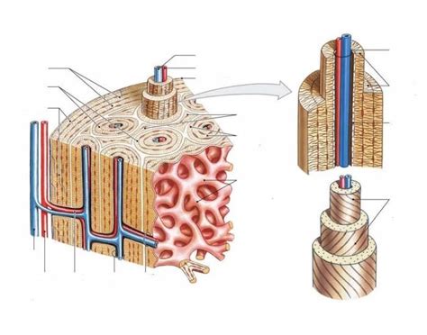 Osteon Structure Labeling — Printable Worksheet