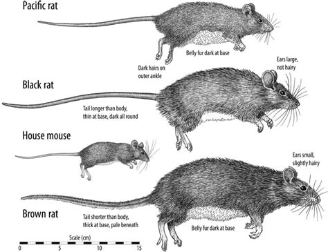 The Four Rodent Species In New Zealand And Their Distinguishing