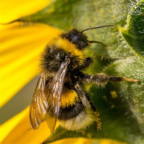 Le Bourdon Cul Blanc Ambleteusenature