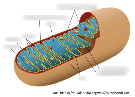 Schaubild „mitochondrien“ Quizlet